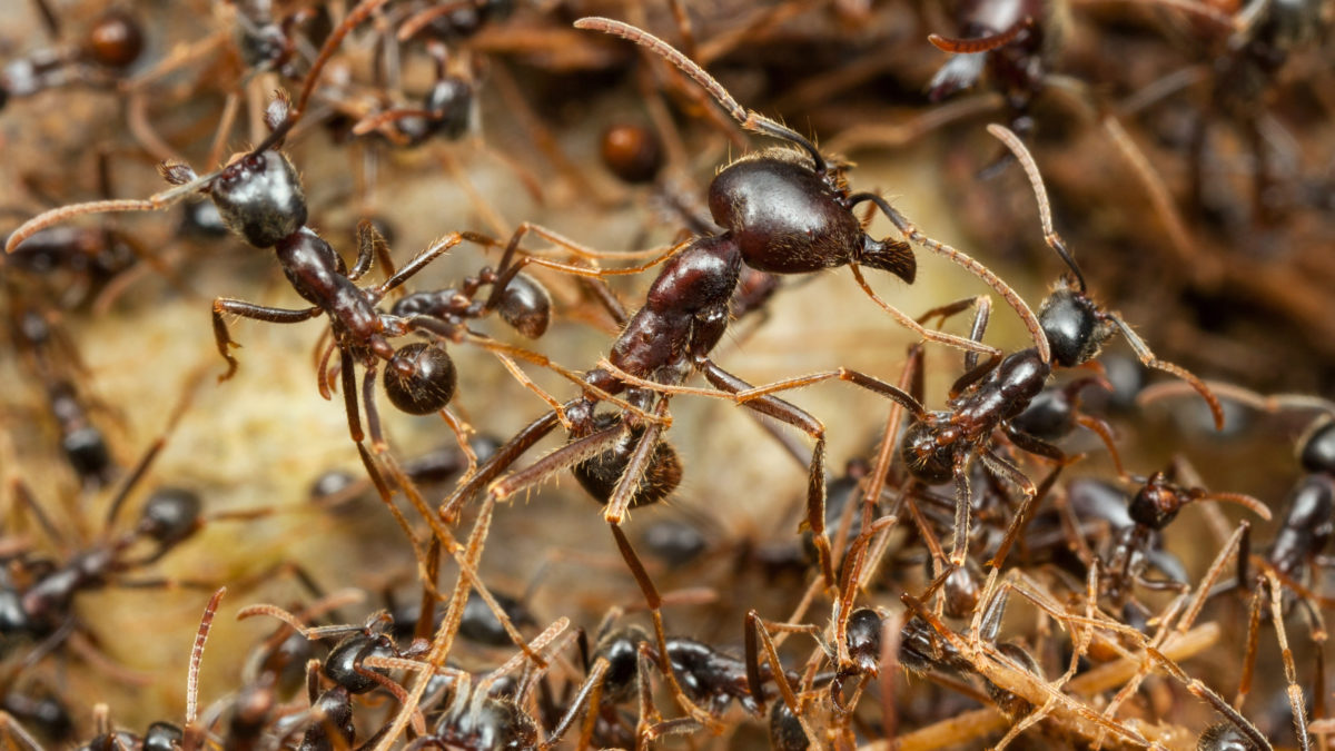 4 Types of Ants You Might See | Insight Pest Solutions