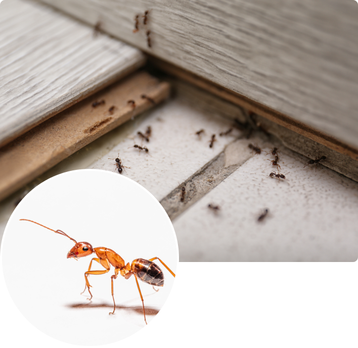 Ant Exterminator | Insight Pest Solutions