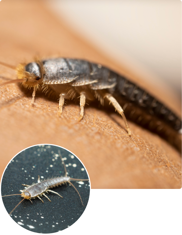 Silverfish Extermination | Insight Pest Solutions