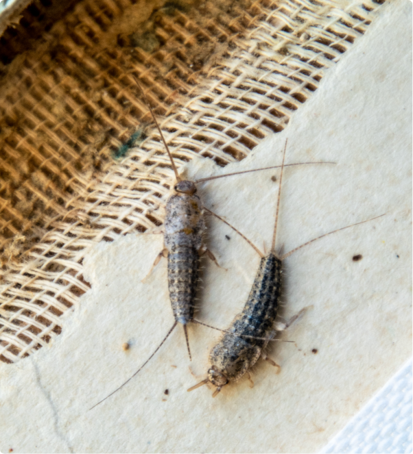 Silverfish Extermination | Insight Pest Solutions