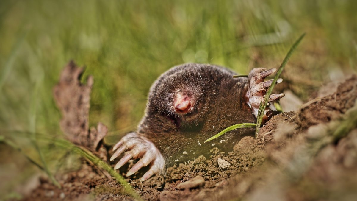 5 Things You Need to Know About Moles | Insight Pest Solutions