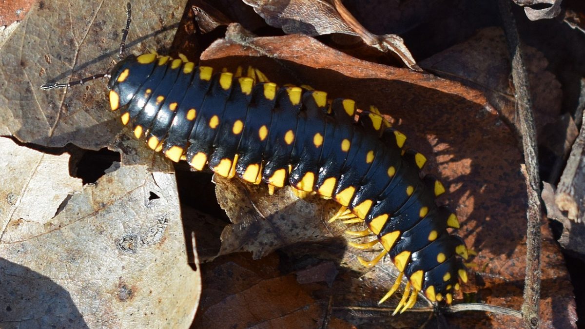Yellow-Spotted Millipede | Insight Pest Solutions