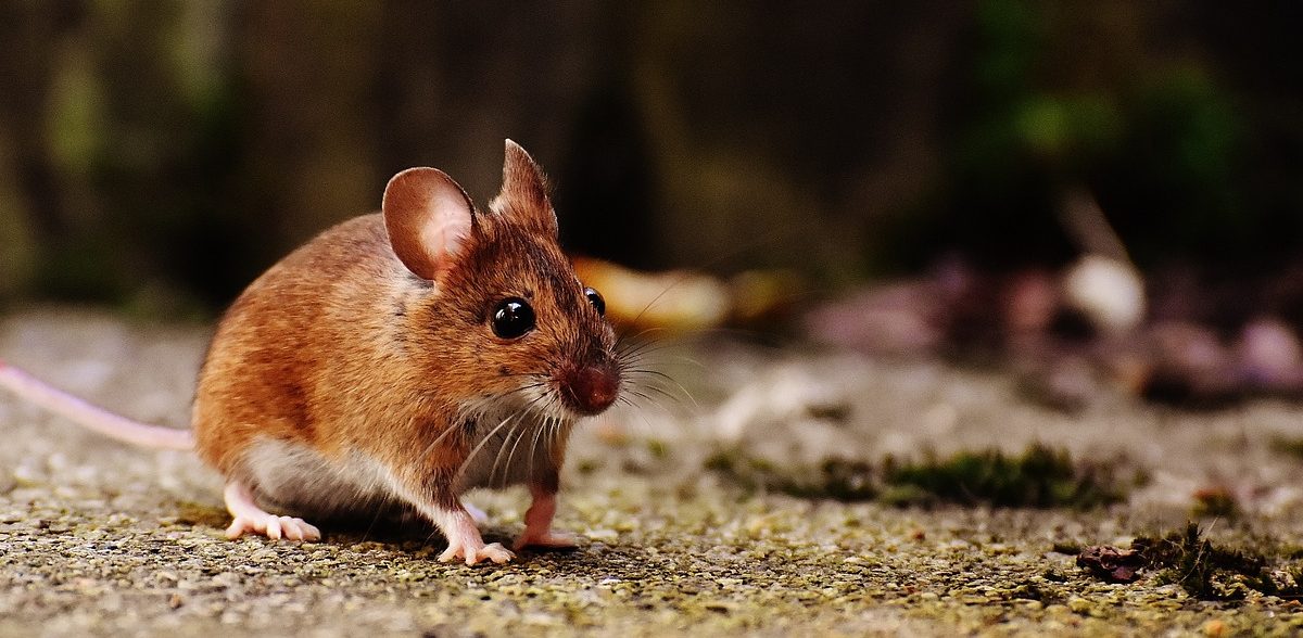 Common Myths About Mice | Insight Pest Solutions