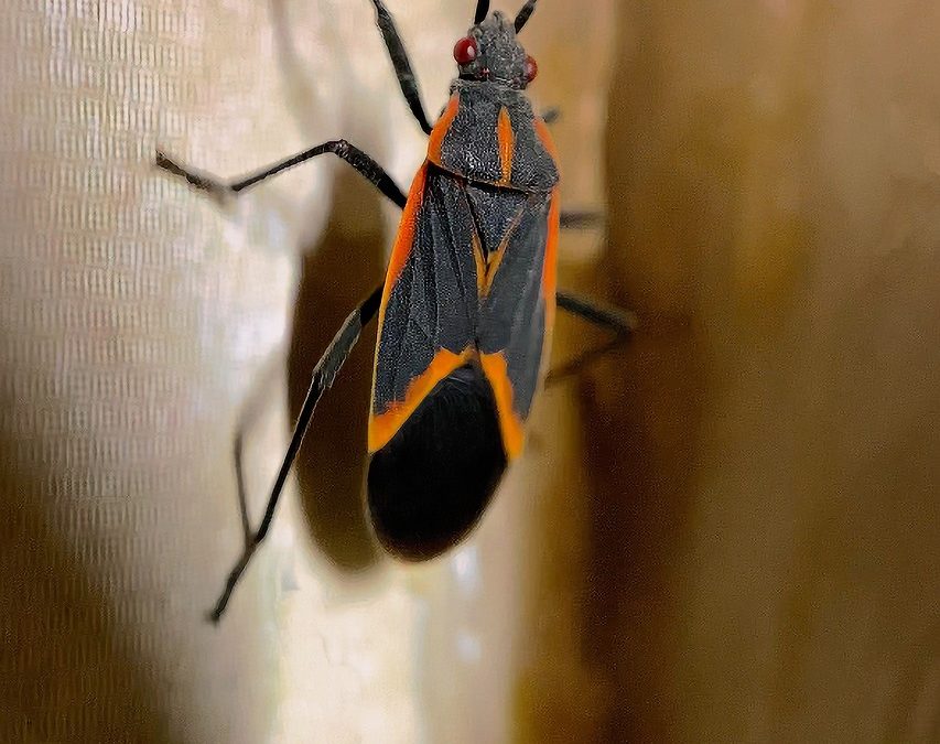 Boxelder Bugs | Insight Pest Solutions