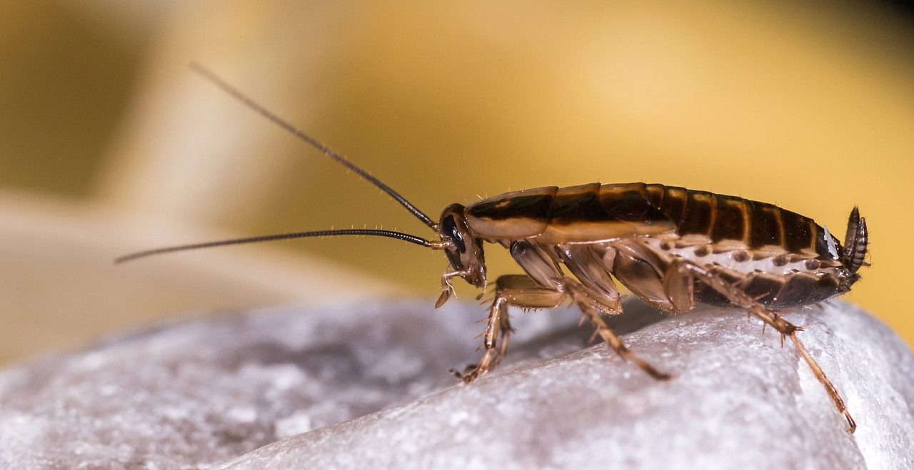 Cockroaches: Where Did They Come From and How Did They Get in My Home ...