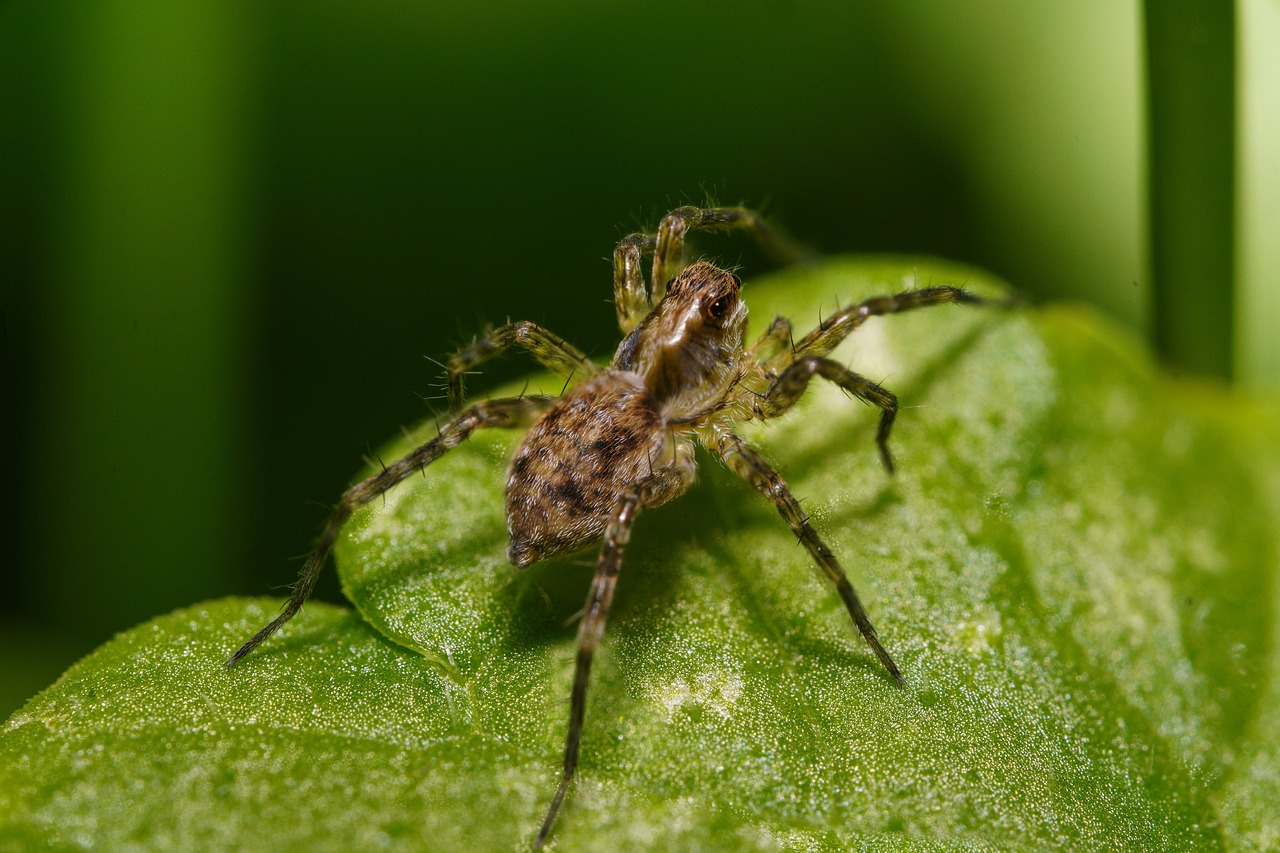 Wolf Spiders | Insight Pest Solutions