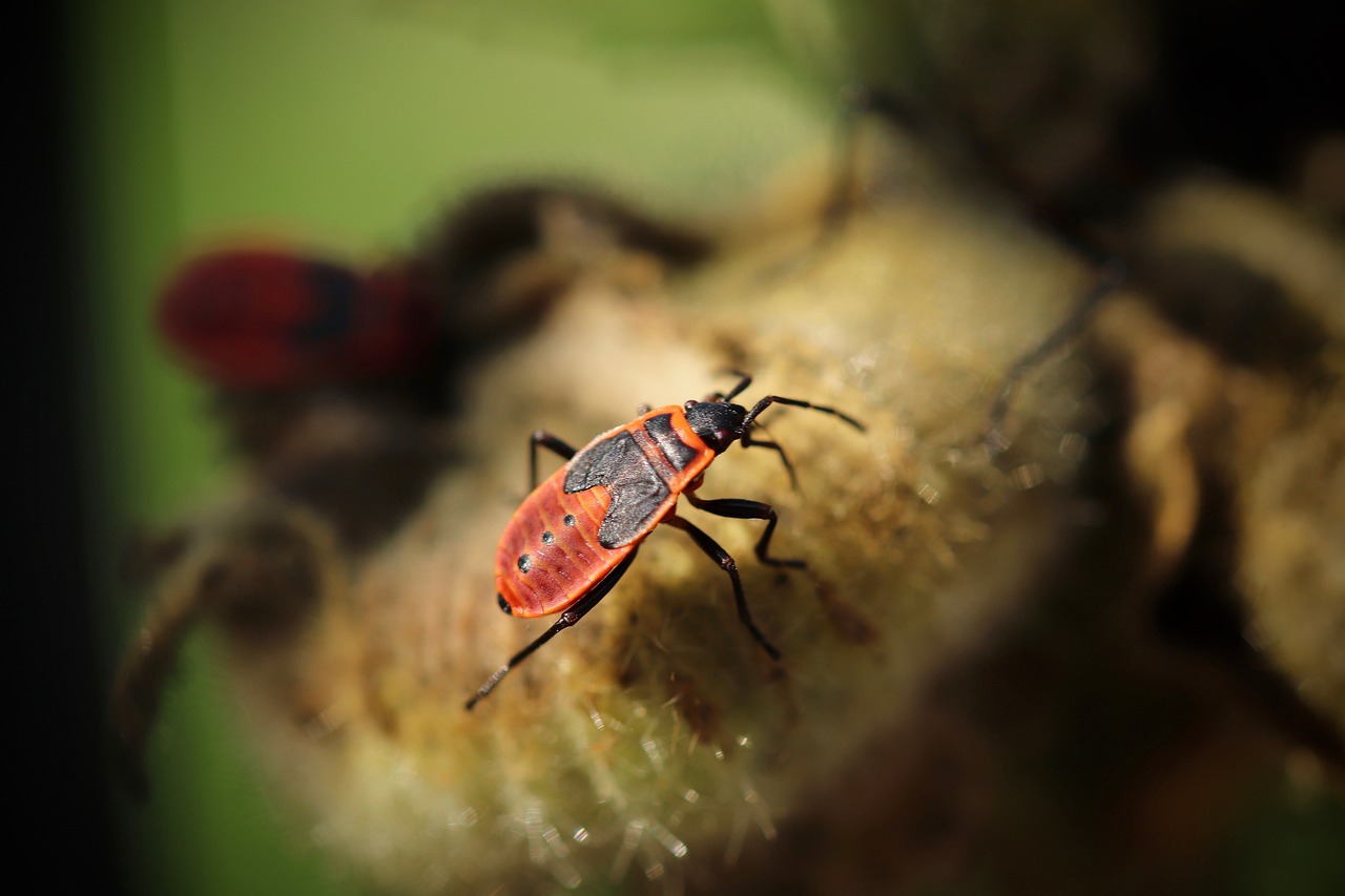 When Is the Best Time to Spray for Bugs? | Insight Pest Solutions