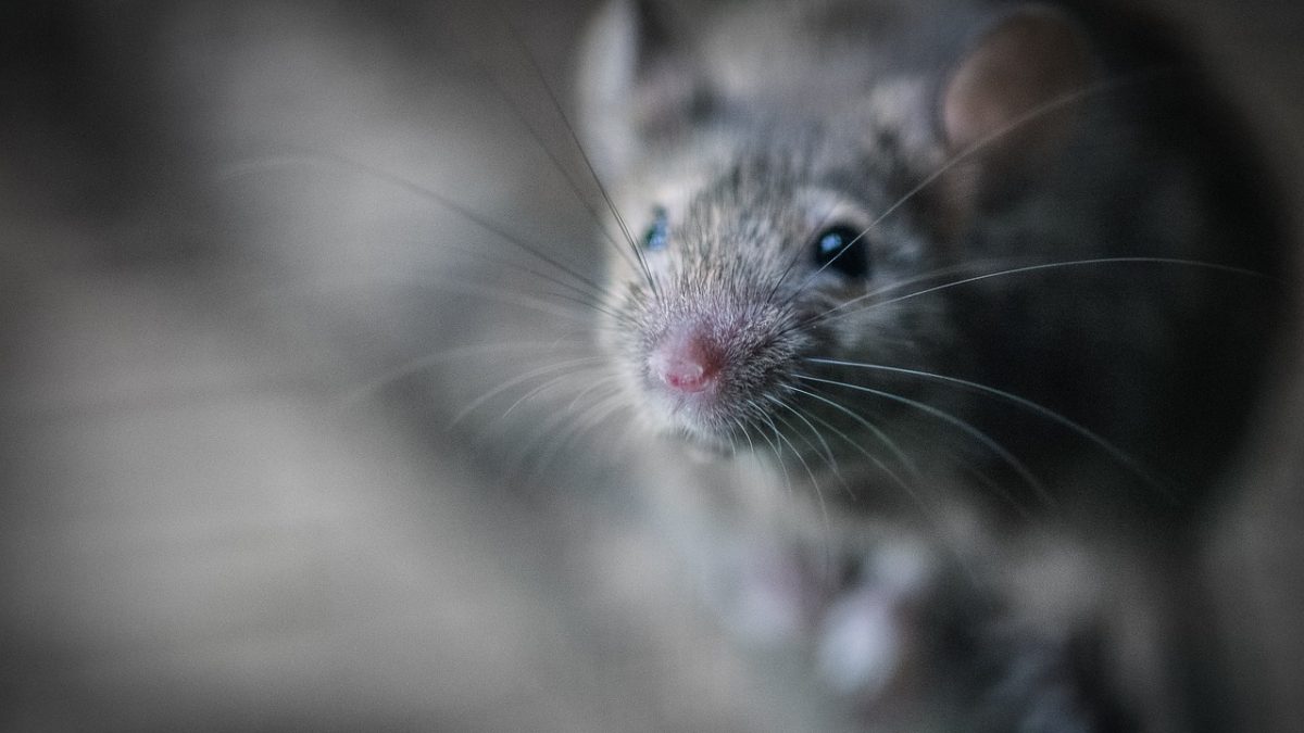 7 Common Causes Of A Pest Infestation | Insight Pest Solutions