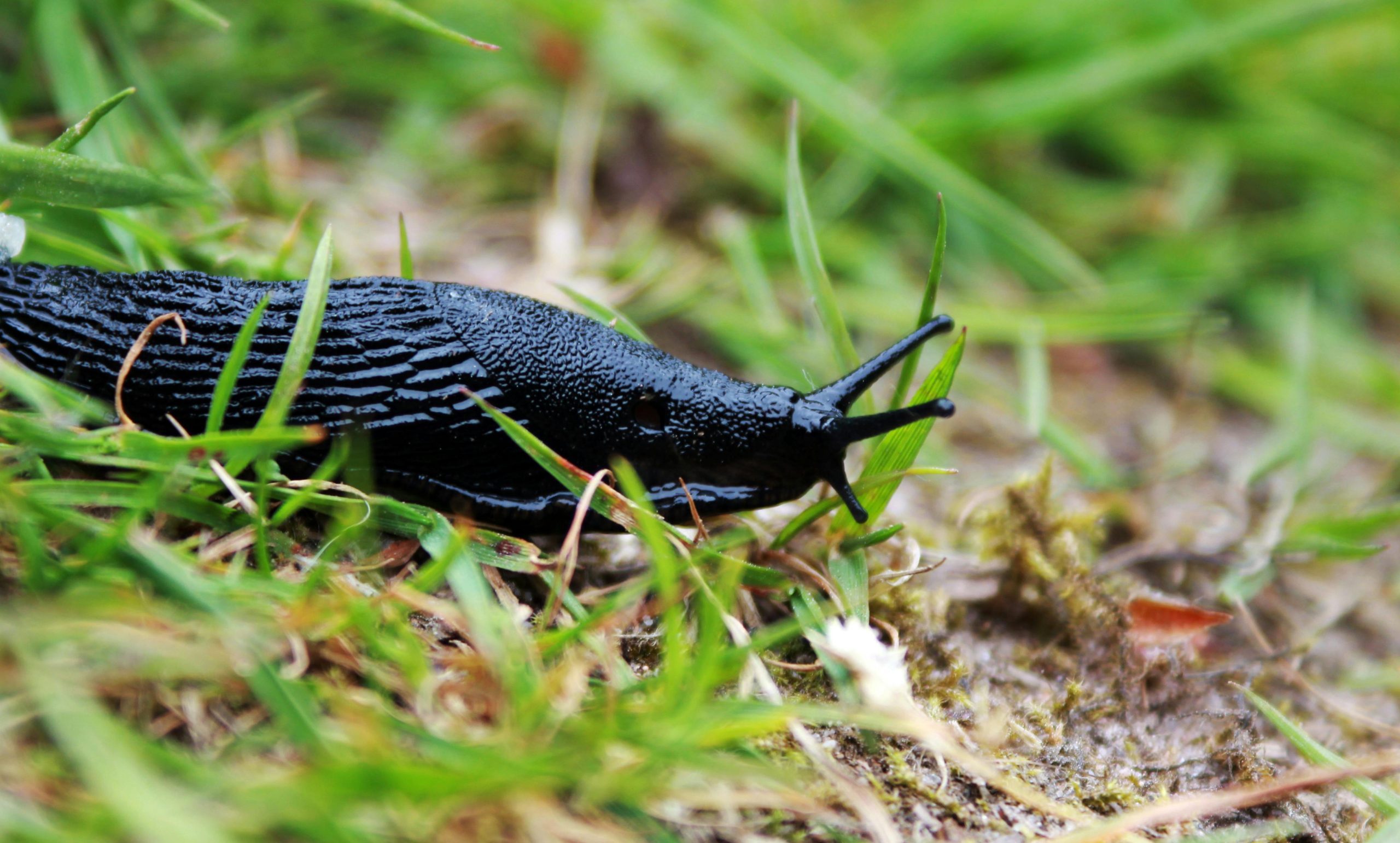 8 Fun Facts About Slugs | Insight Pest Solutions