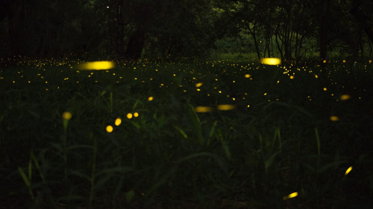 The Unique Science Behind Fireflies | Insight Pest Solutions