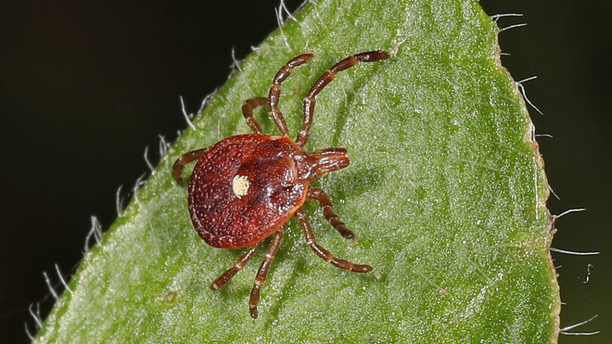 Six Facts About Ticks | Insight Pest Solutions