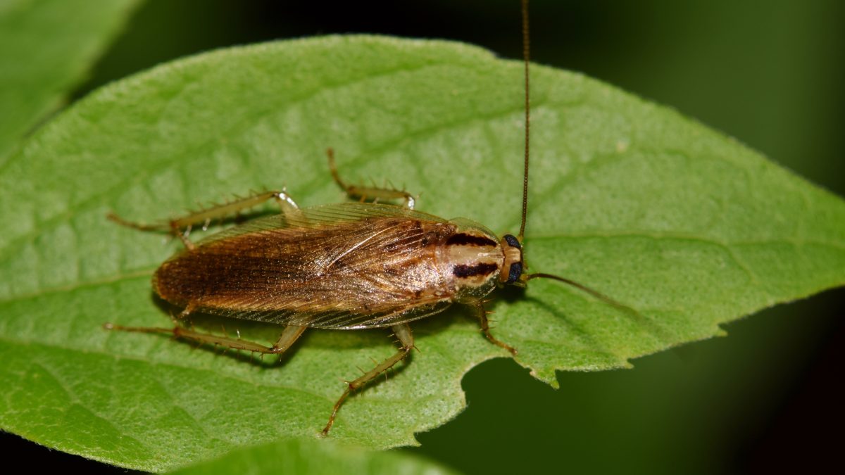 Cockroaches Galore! Six Types Of Cockroaches At A Glance | Insight Pest ...