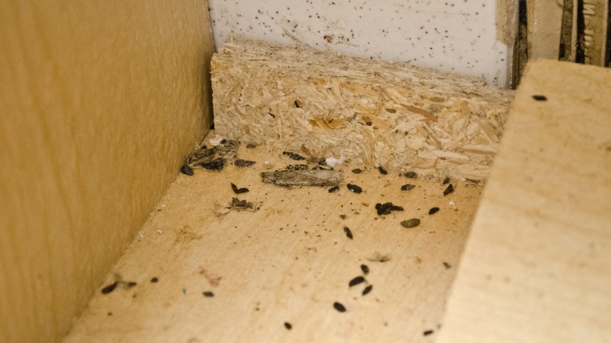 Pest Droppings Vs. Other Debris: How To Know The Difference | Insight ...