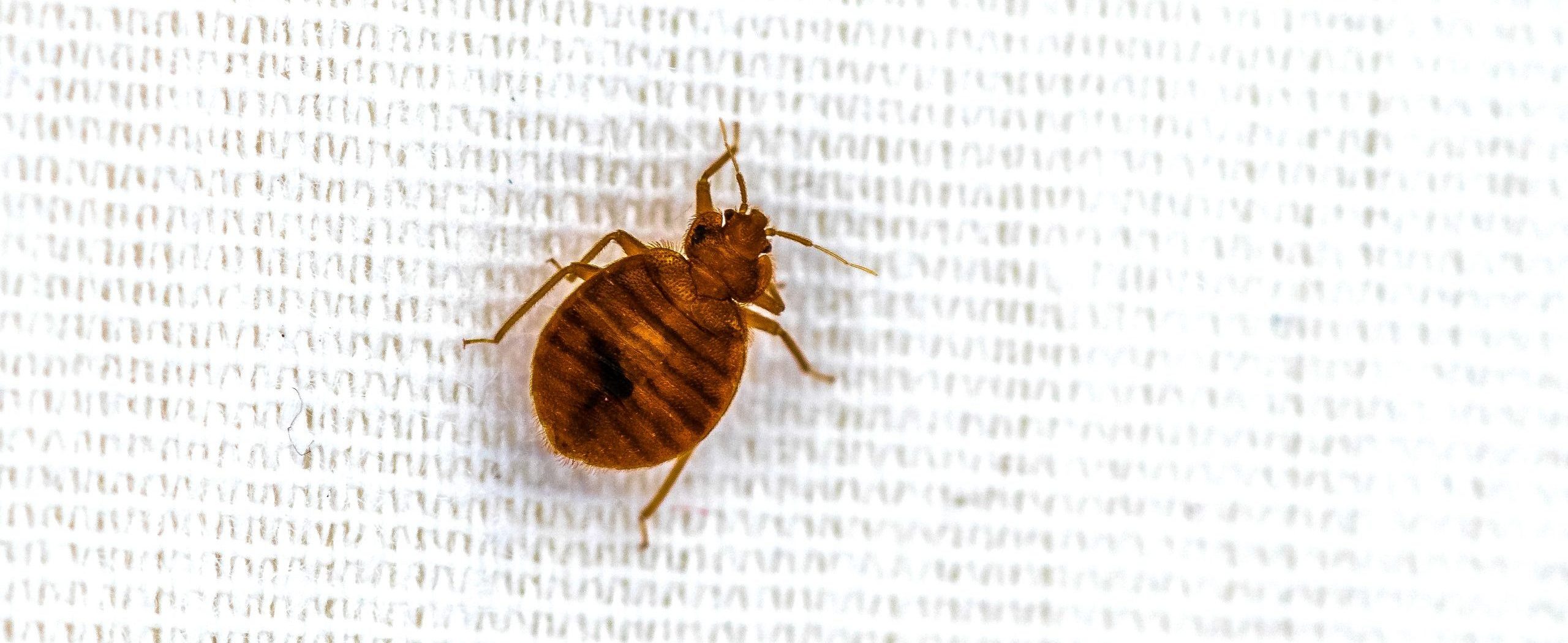 Understanding Bedbug Behavior | Insight Pest Solutions