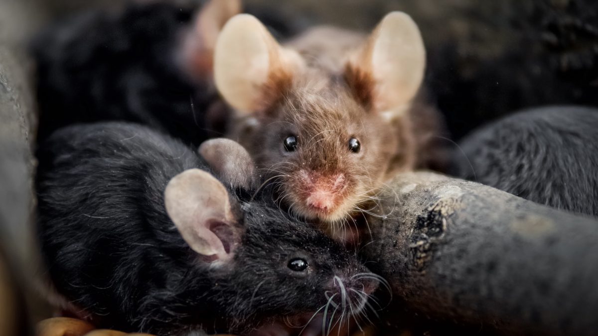 Signs of Rodent Activity: How to Spot Infestations in Fall | Insight ...