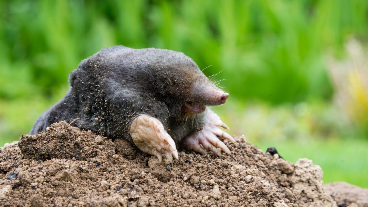 7 Fun Facts About Moles | Insight Pest Solutions