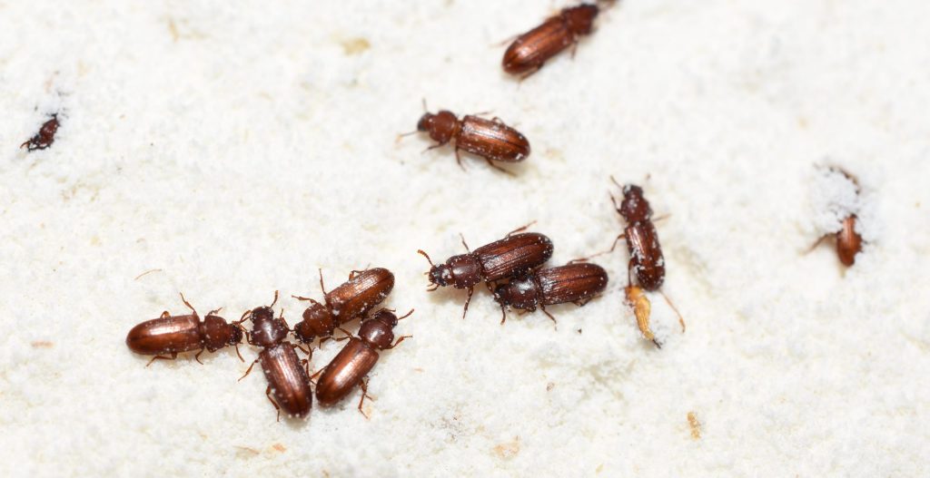 Tackling Drugstore Beetles: Your Essential Guide to Identification and ...