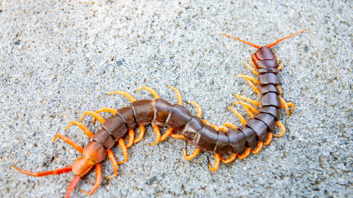 Centipedes Vs. Millipedes: How to Tell Them Apart | Insight Pest Solutions
