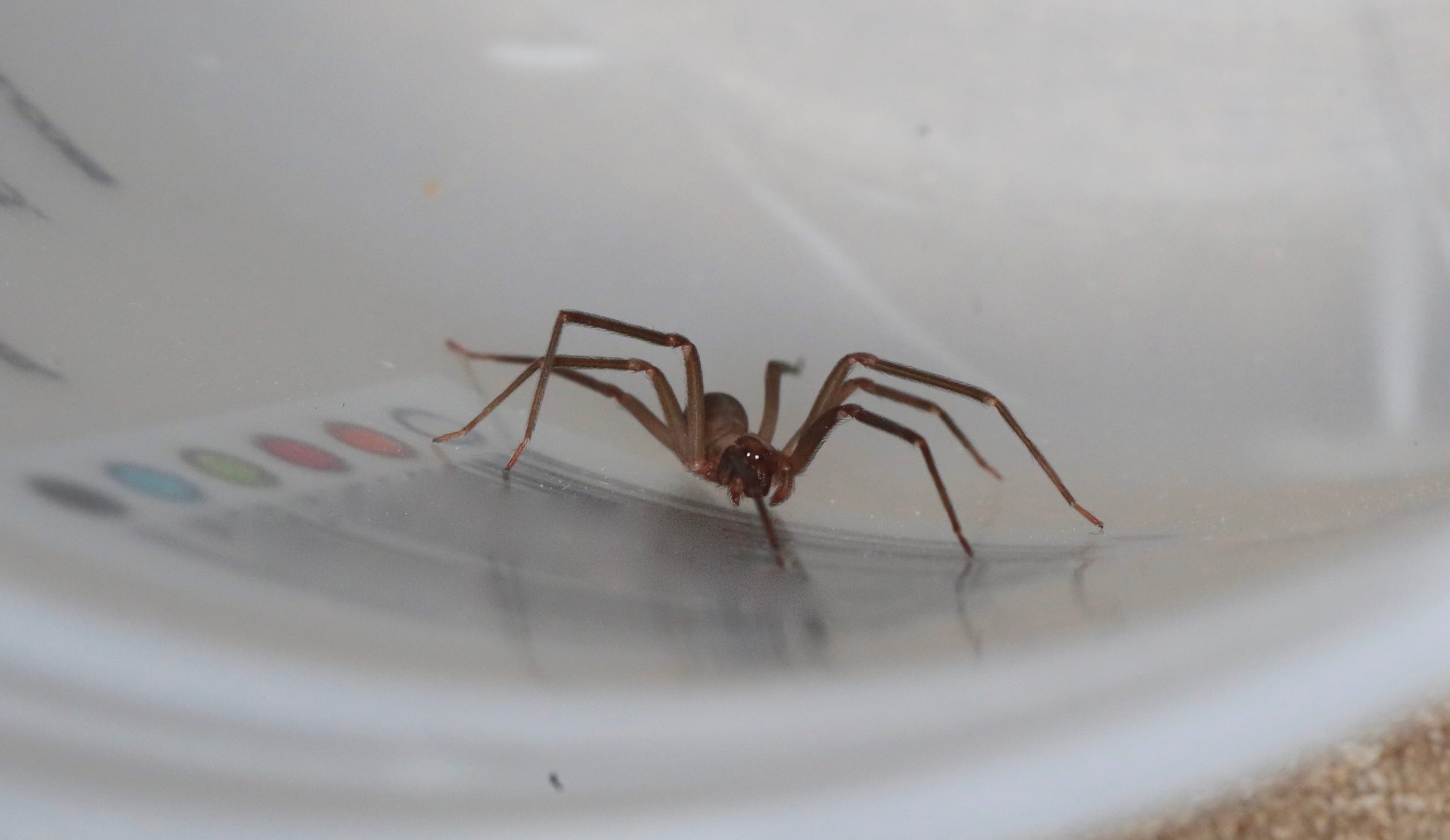 Understanding the Brown Recluse Spider: Your Guide to Identification ...
