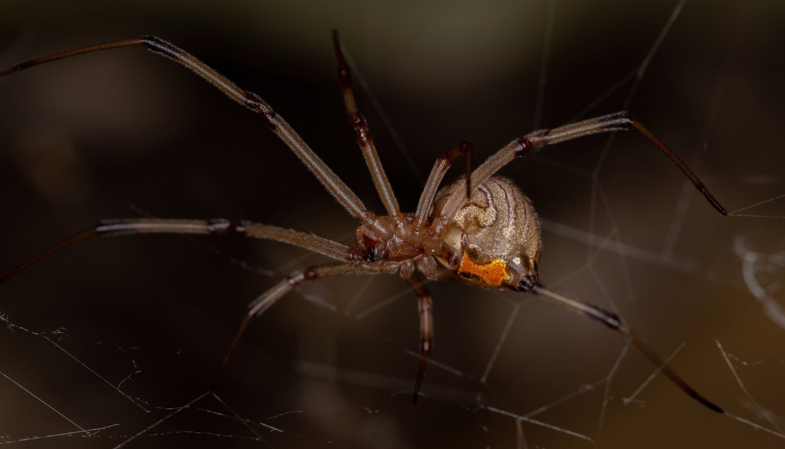 The Lifecycle of Black Widow Spiders: From Egg to Adult | Insight Pest ...