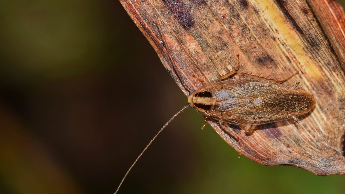 5 Facts About Cockroaches | Insight Pest Solutions
