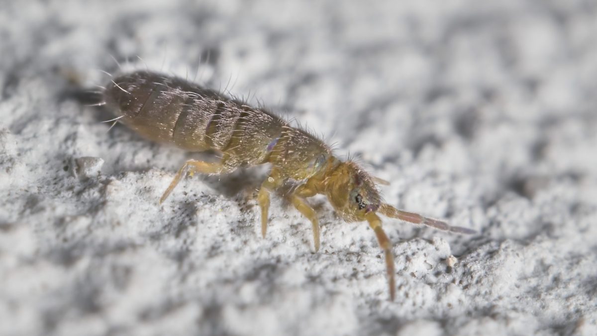 Debunking 7 Common Myths About Springtails | Insight Pest Solutions