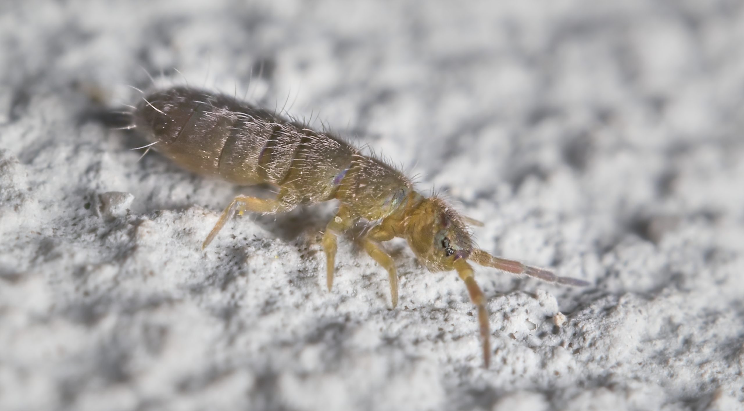 Debunking 7 Common Myths About Springtails | Insight Pest Solutions