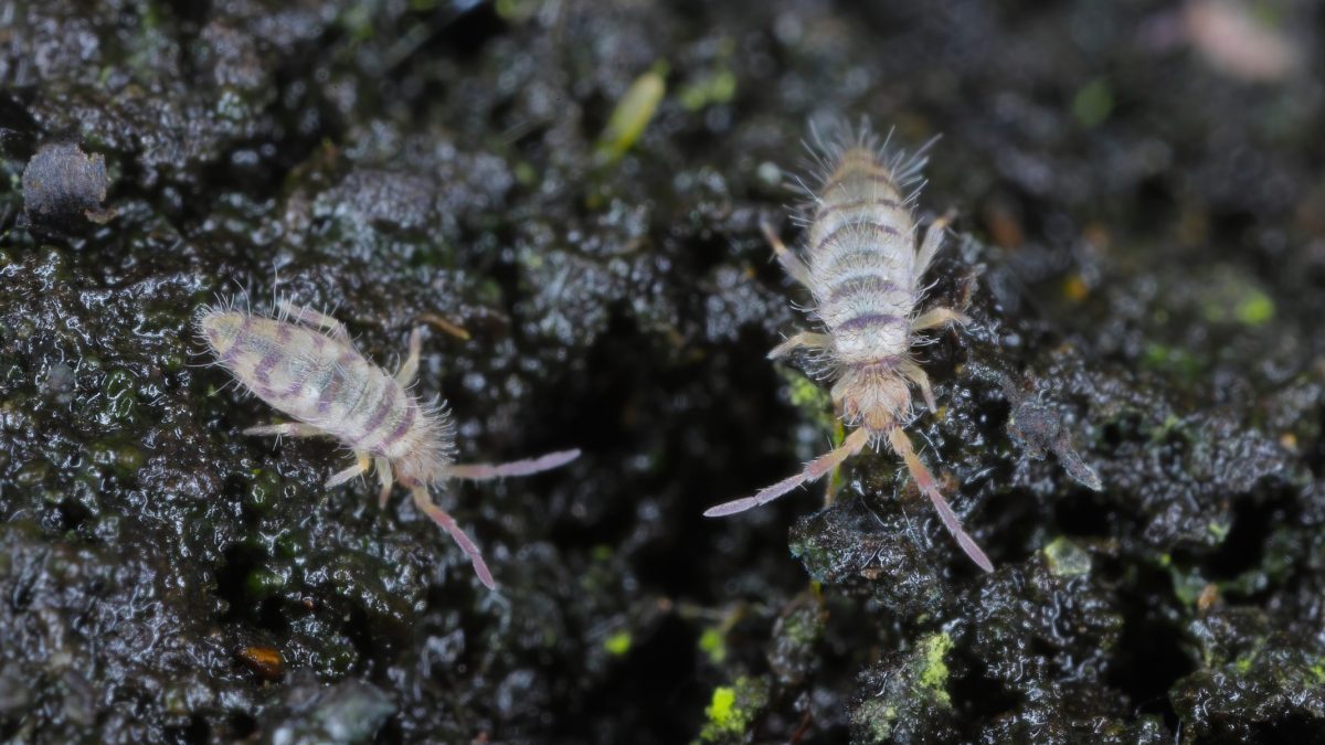 Understanding Springtails: The Tiny Pests That Can Cause Big Problems ...