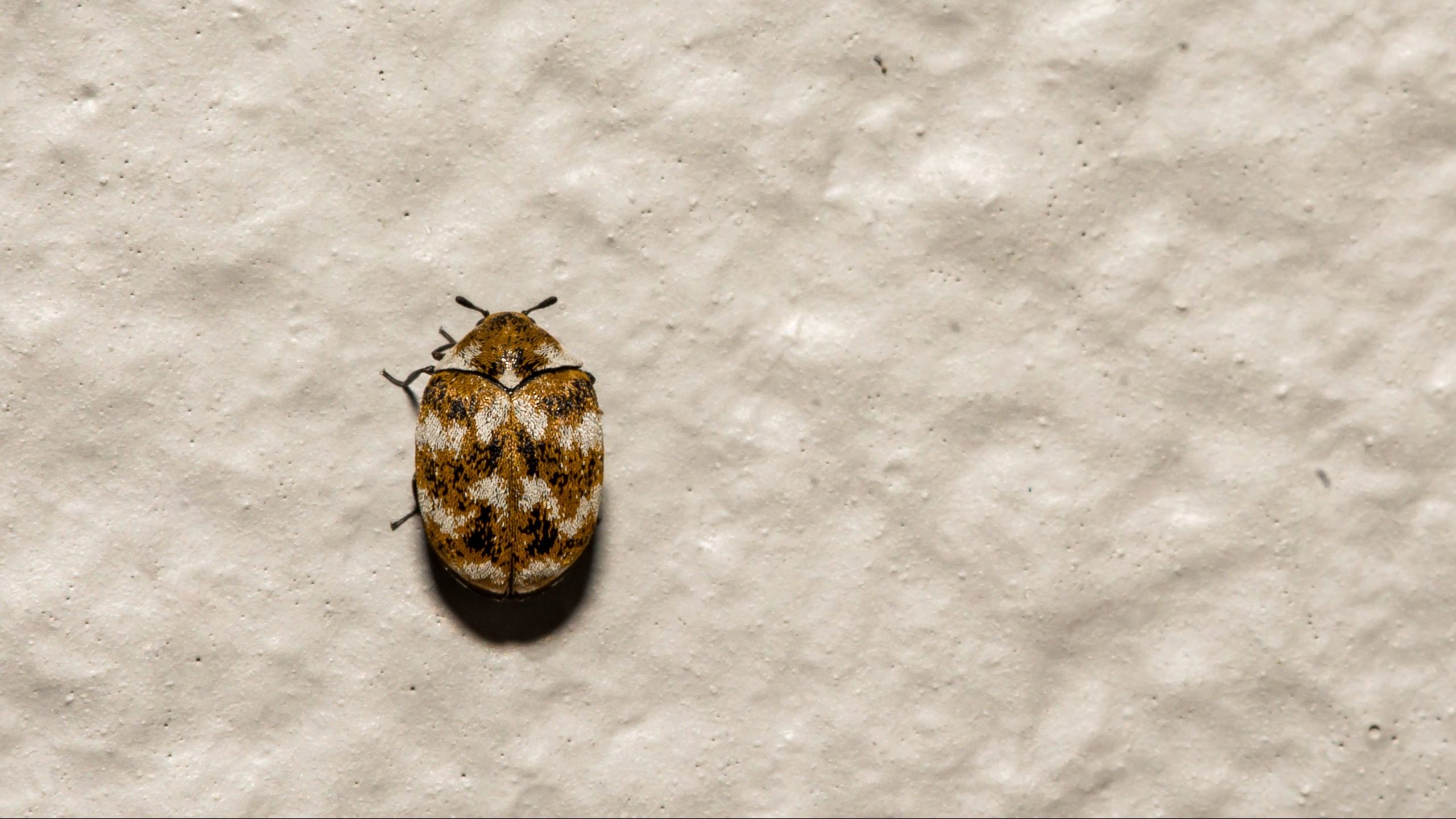 Debunking Carpet Beetle Myths: What You Need to Know | Insight Pest ...
