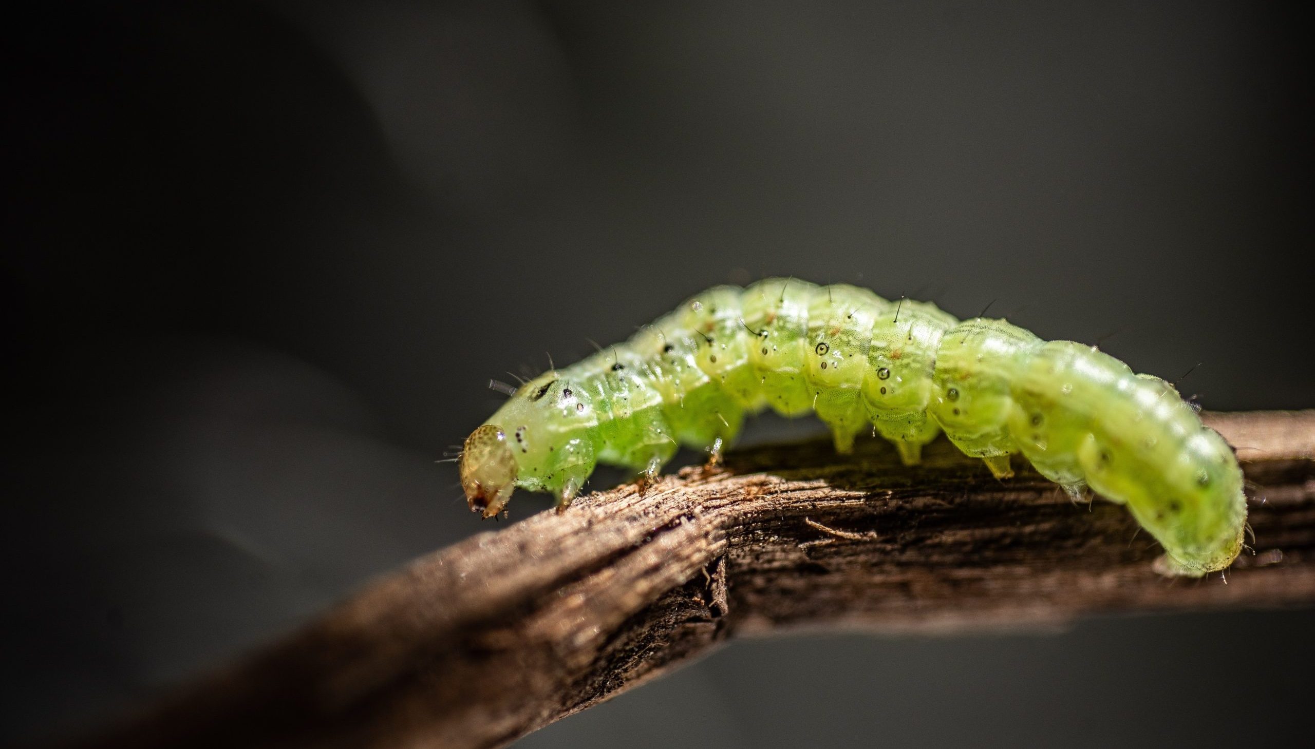 Cabbage Loopers: A Fall Nuisance | Insight Pest Solutions