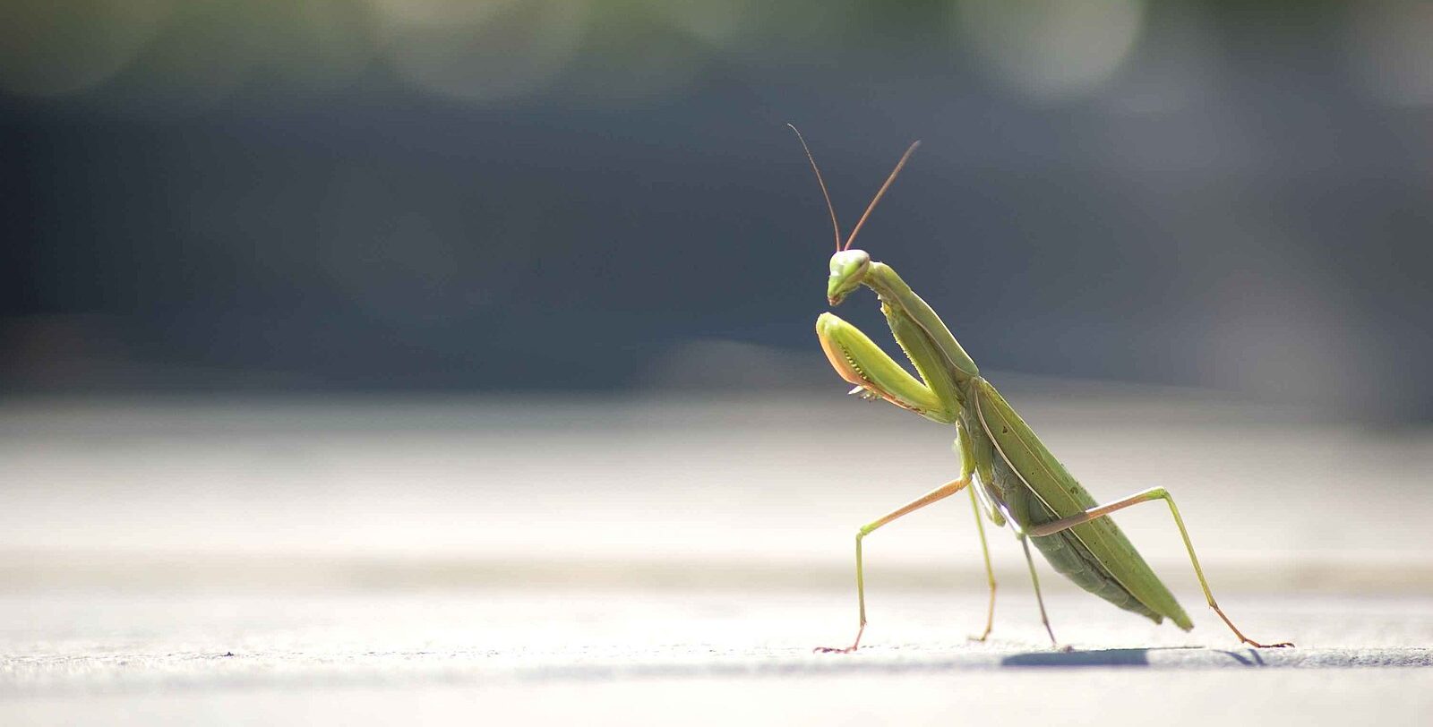 The Praying Mantis: Everything You Should Know About Your Own Personal ...